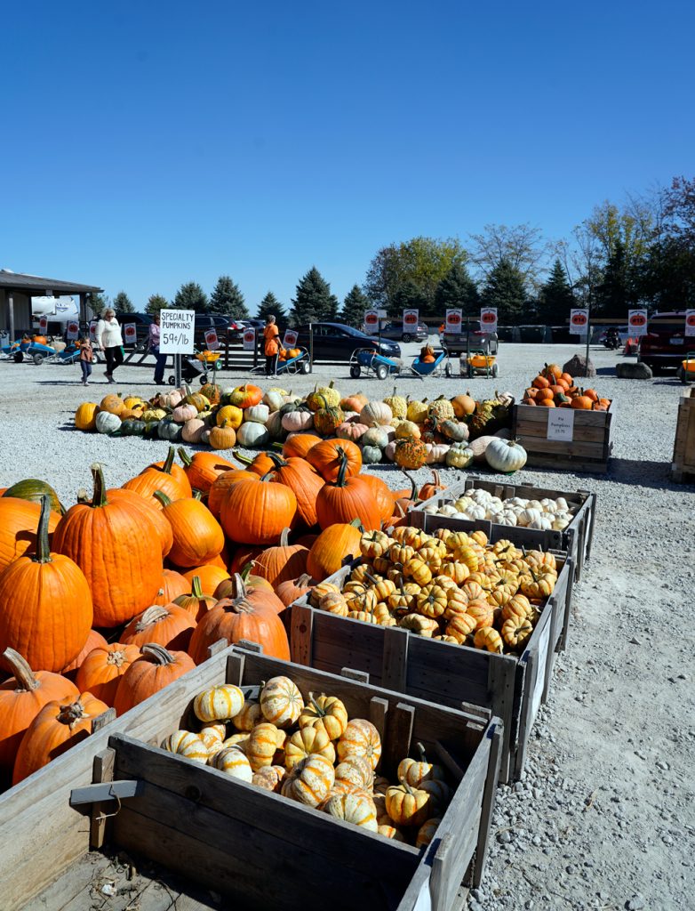 Dull’s Tree Farm: Fall Adventures You Can’t Miss
