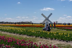 Tulip Days 2026 at Exploration Acres | Indiana Spring Guide