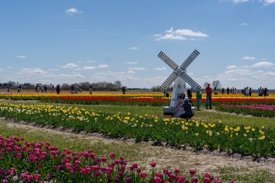 Tulip Days 2026 at Exploration Acres | Indiana Spring Guide